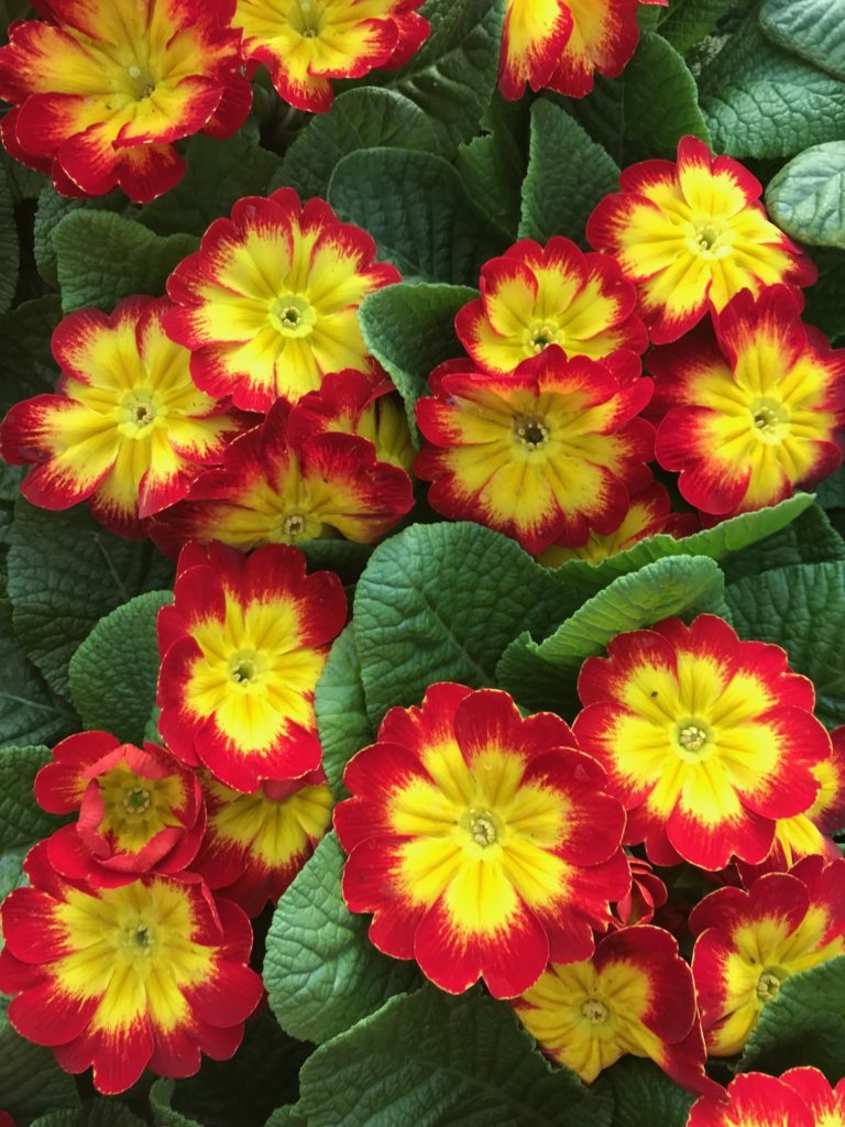 Primrose Festival Results 2019 - St Bridget Nurseries