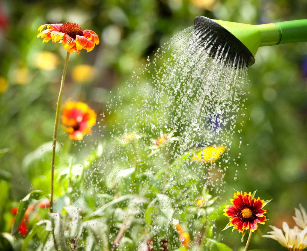Get out in your garden, maintain what you have and enjoy the great ...