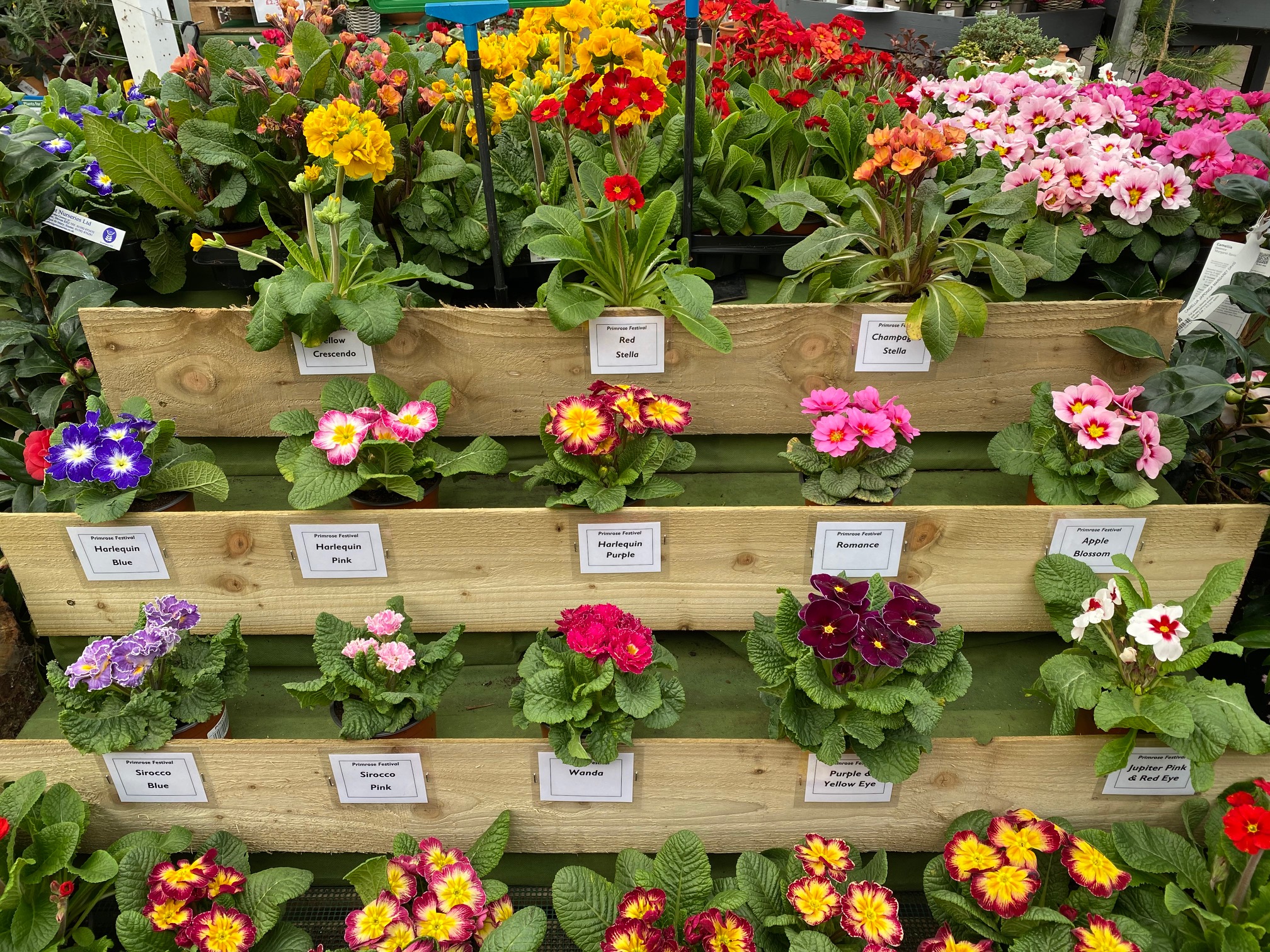 Primrose Festival 2020 Results - St Bridget Nurseries