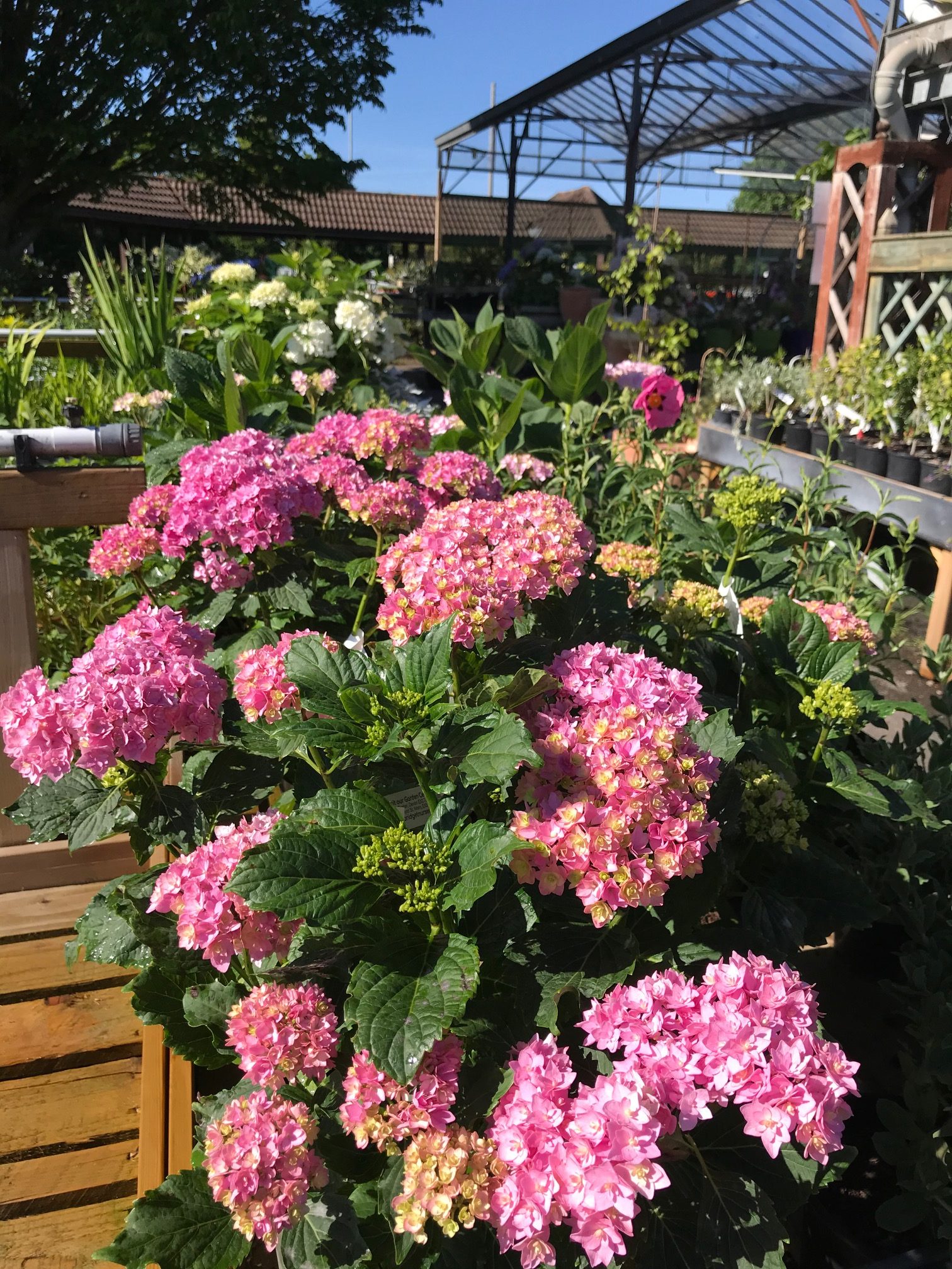 Heavenly Hydrangeas - St Bridget Nurseries