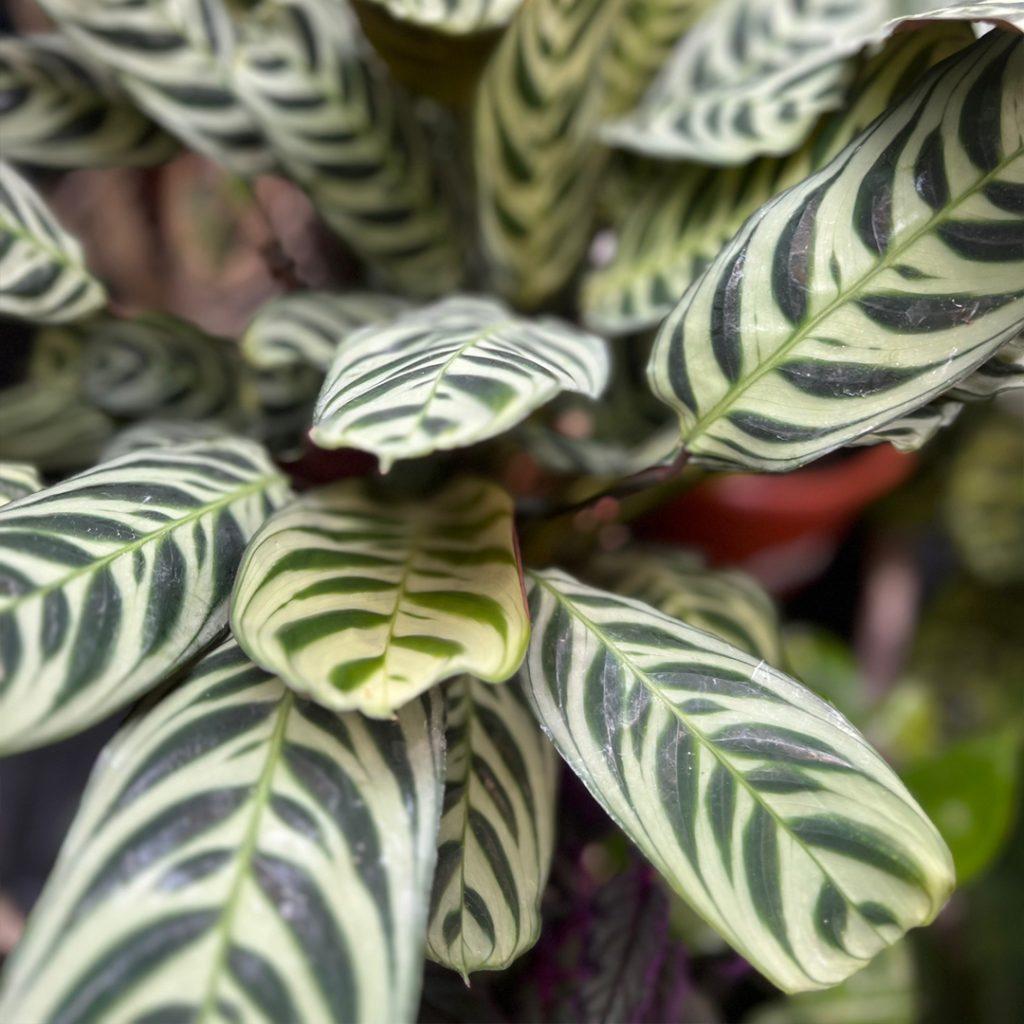 START THE YEAR WITH HAPPY HOUSEPLANTS - St Bridget Nurseries